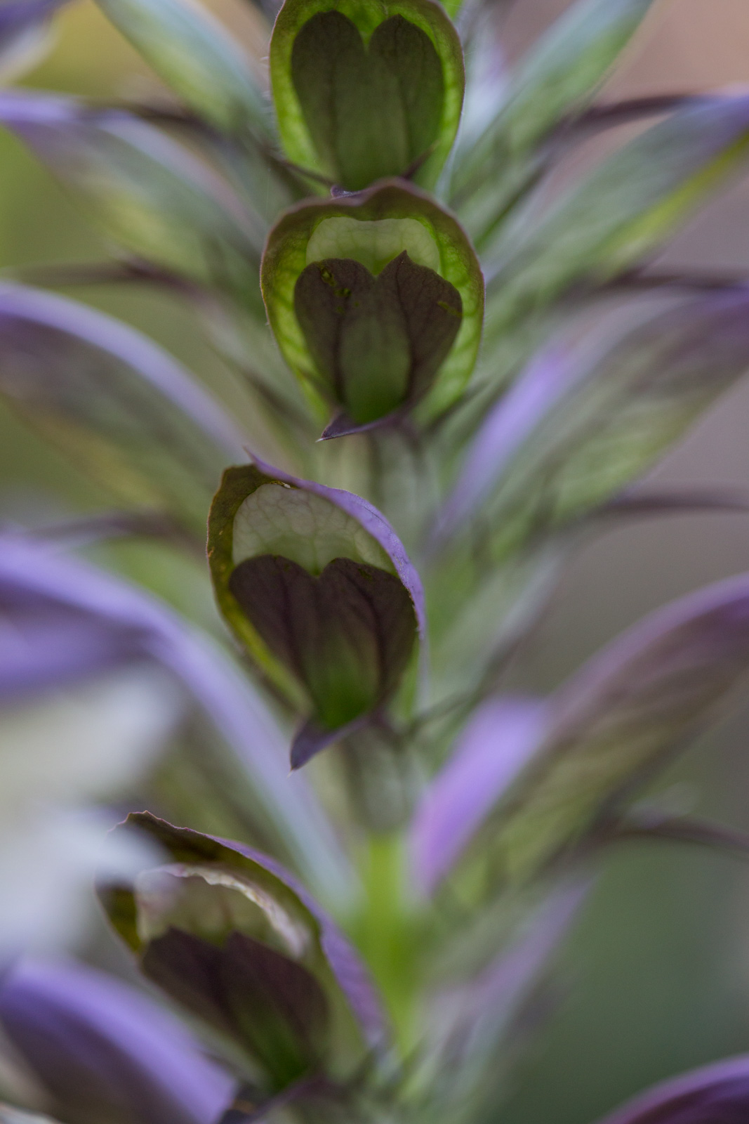 Flora: England in July | Pat Frey Photos