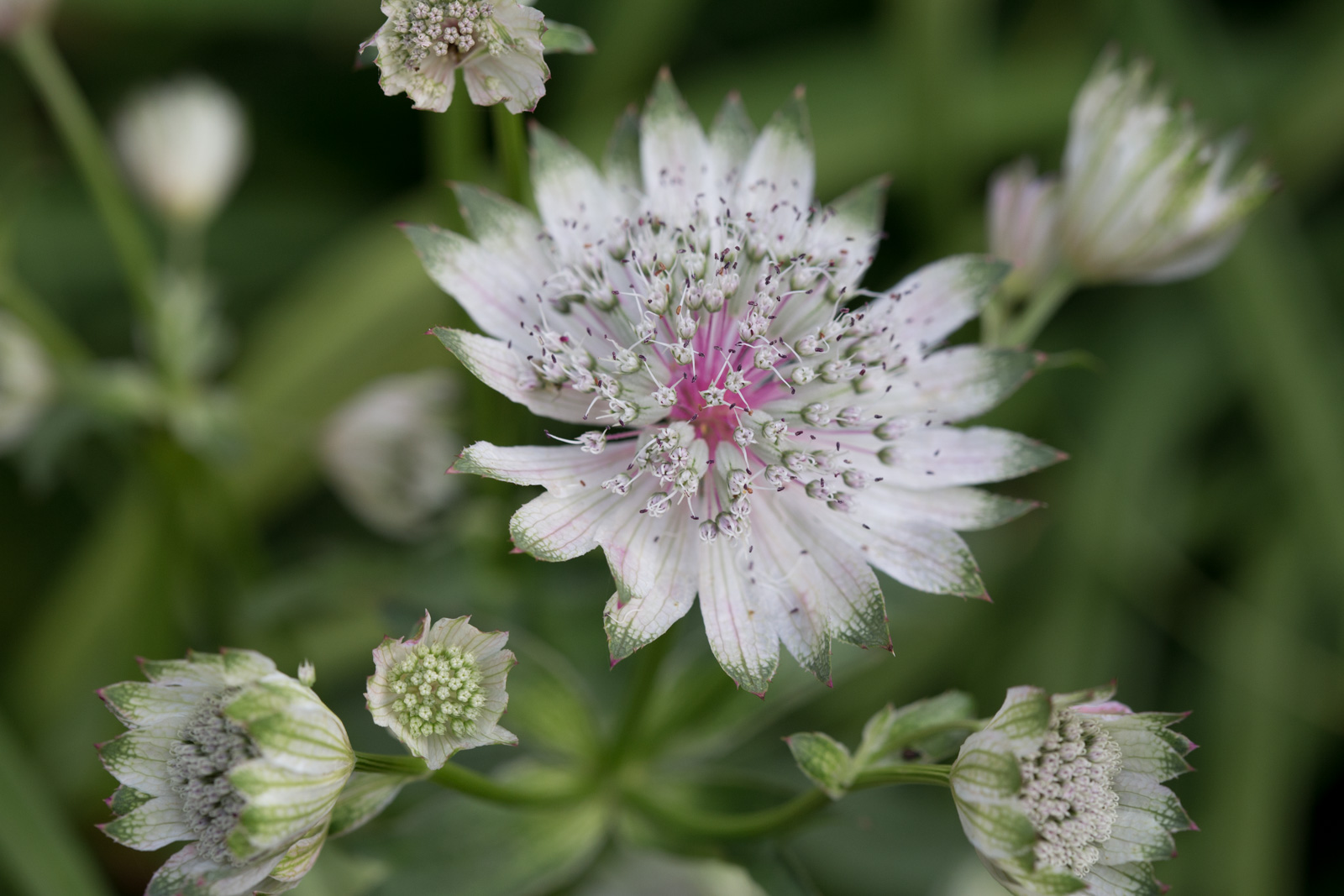 Flora: England in July | Pat Frey Photos
