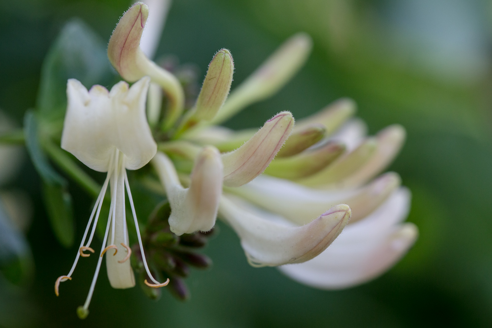 Flora: England in July | Pat Frey Photos